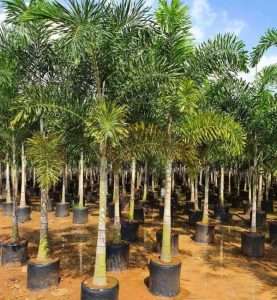 Rajahmundry Nursery - Order Best Plants | Sri Krishna Nursery