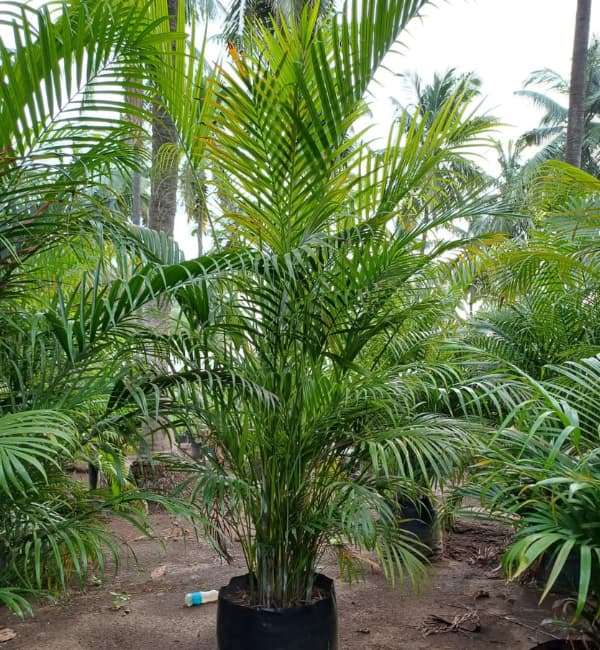 Areca palm - Srikrishna Nursery
