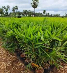 Bamboo Plants for Your Garden - Sri Krishna Nursery