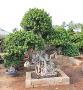 Ficus Dragon Shape Ficus Microcarpa - Sri Krishna Nursery