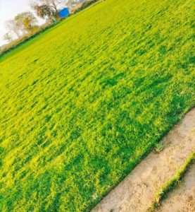 Korean Grass - Sri Krishna Nursery