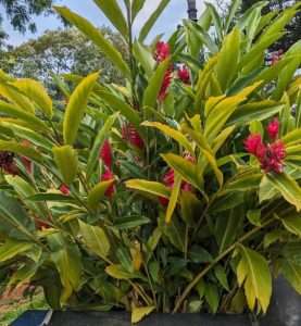 Flowering Shrubs Plants from Kadiyam - Sri Krishna Nursery