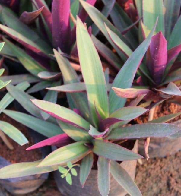 Boat Lily (Tradescantia Spathacea) - Sri Krishna Nursery