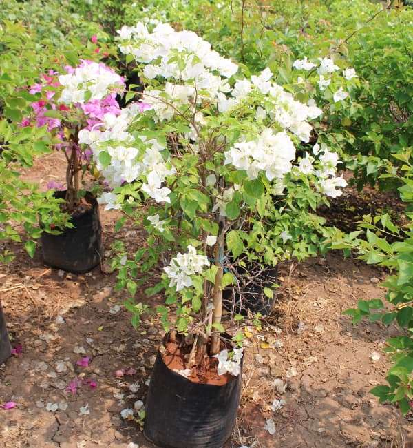 Bougainvillea Spectabilis - Sri Krishna Nursery