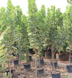 Top Ornamental Plant Nursery in Kadiyam - Sri Krishna Nursery