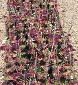 Top Ornamental Plant Nursery in Kadiyam - Sri Krishna Nursery