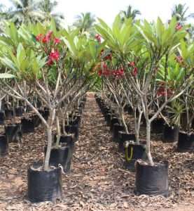 Top Ornamental Plant Nursery in Kadiyam - Sri Krishna Nursery